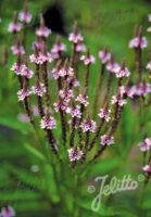Verbena hastata 'Pink Spires' seeds ( cold treated) - (Pink Vervain ...